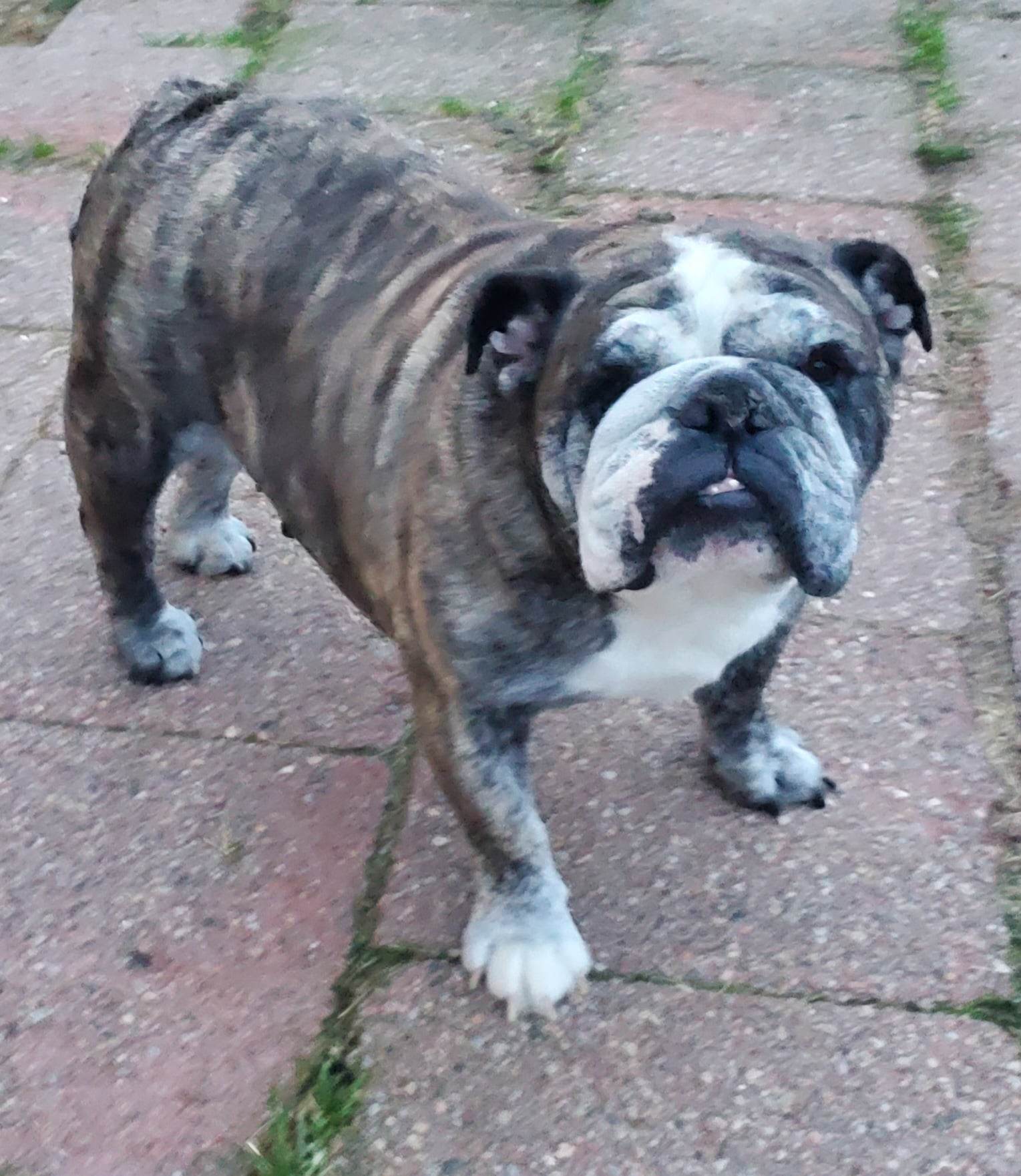 CrawfordBulldogs