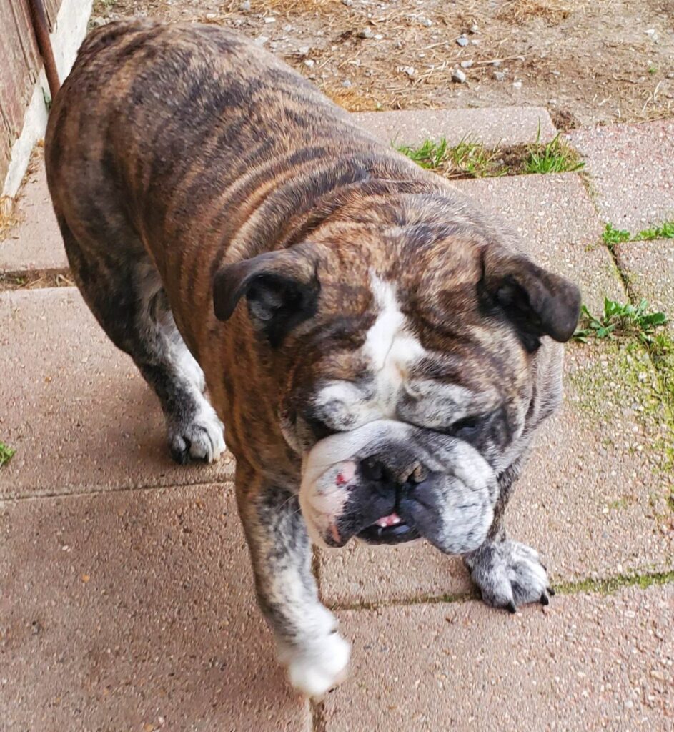 CrawfordBulldogs
