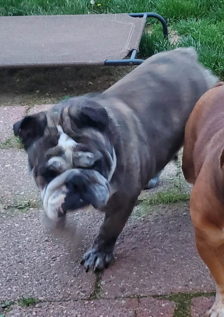 CrawfordBulldogs