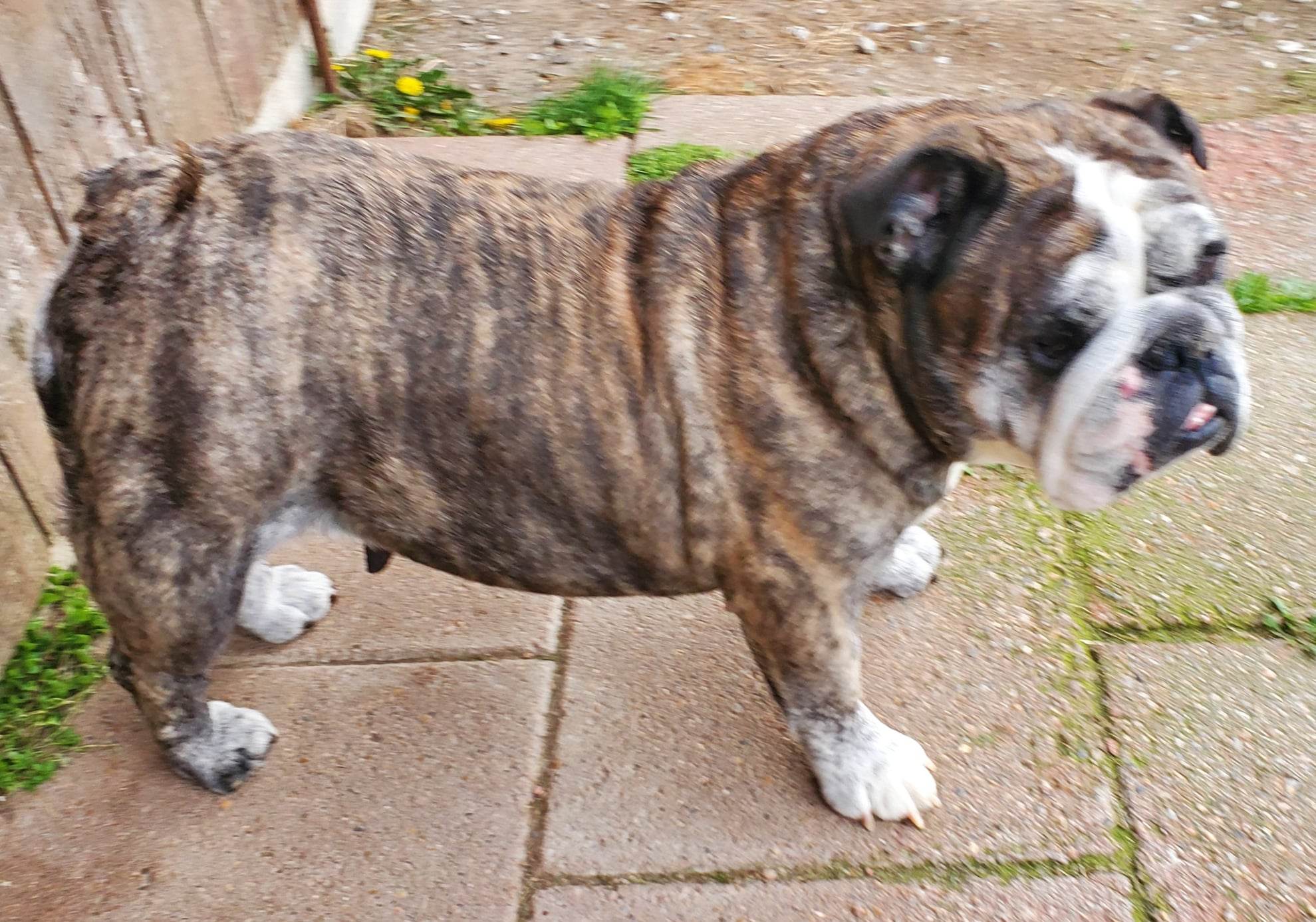 CrawfordBulldogs
