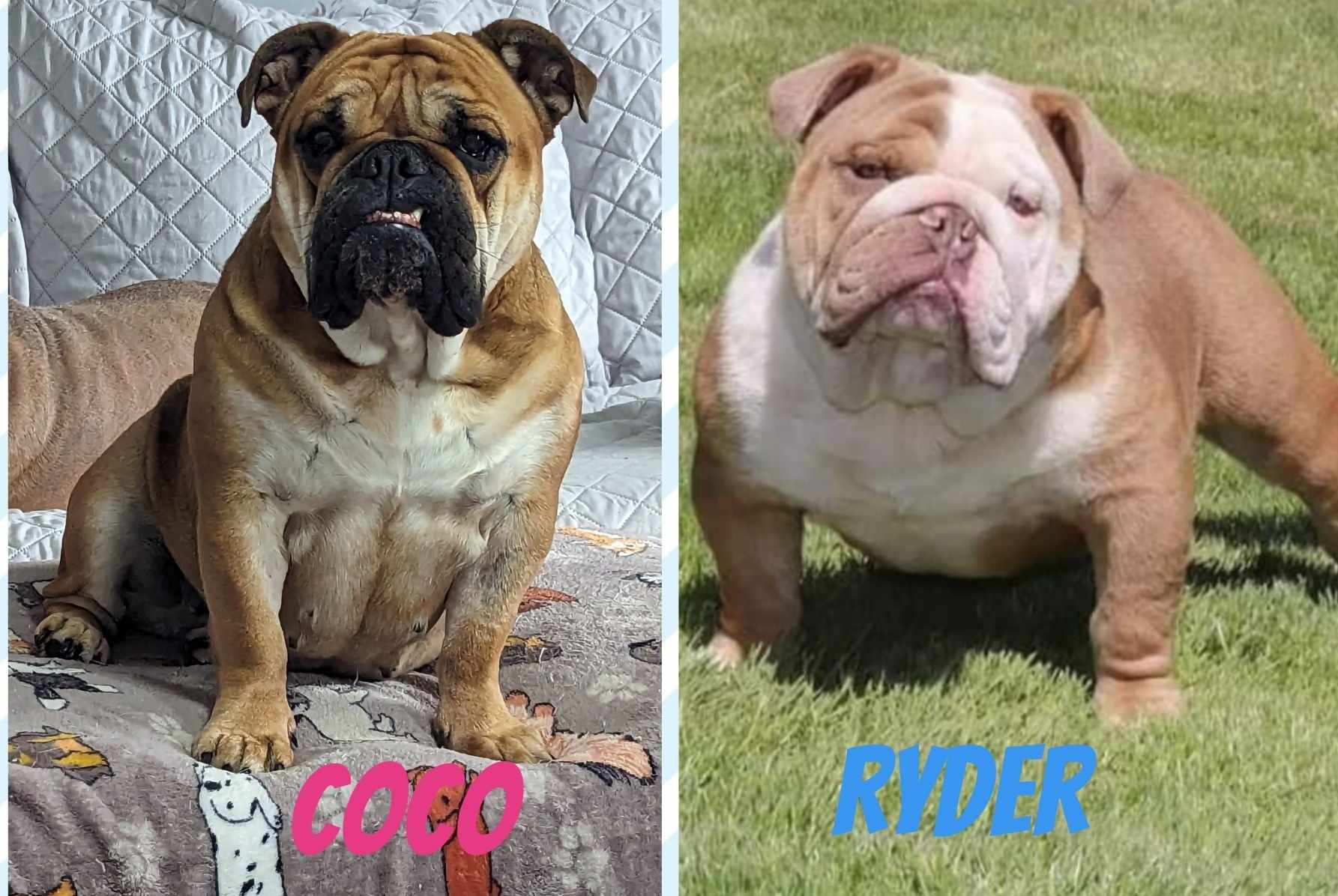 CrawfordBulldogs