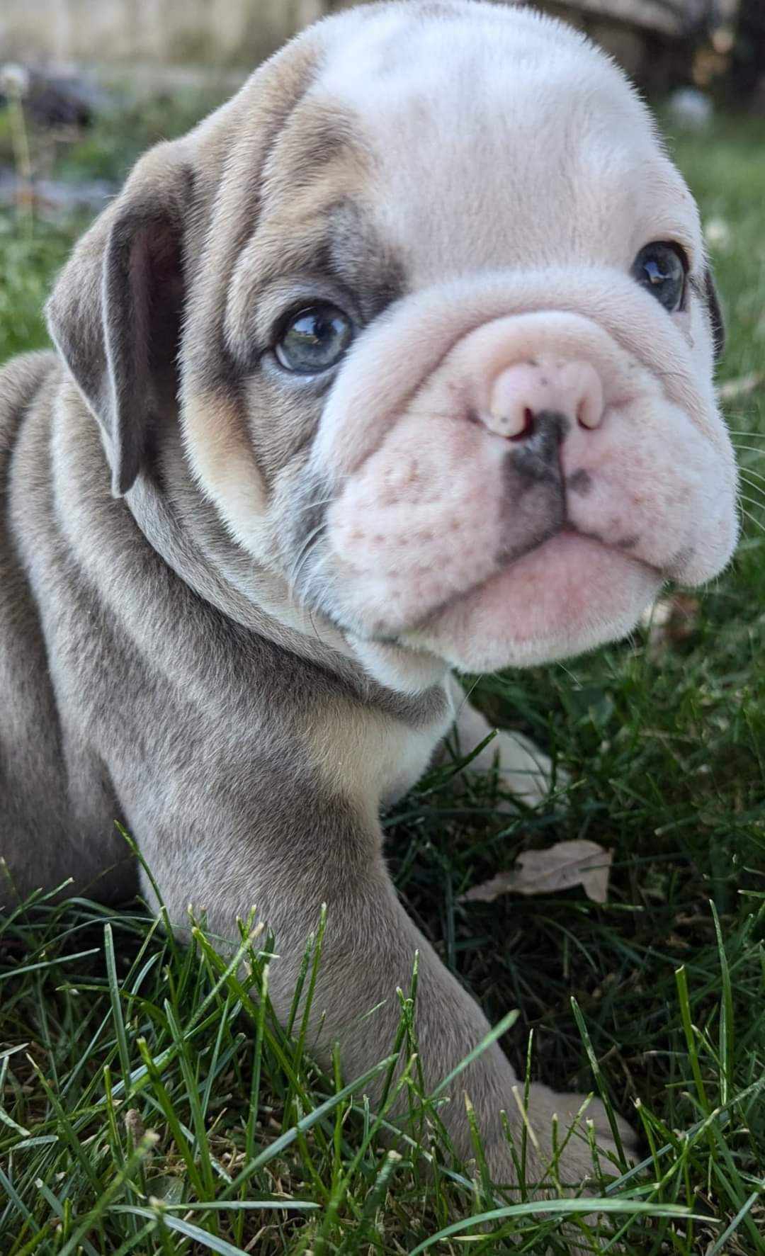 CrawfordBulldogs