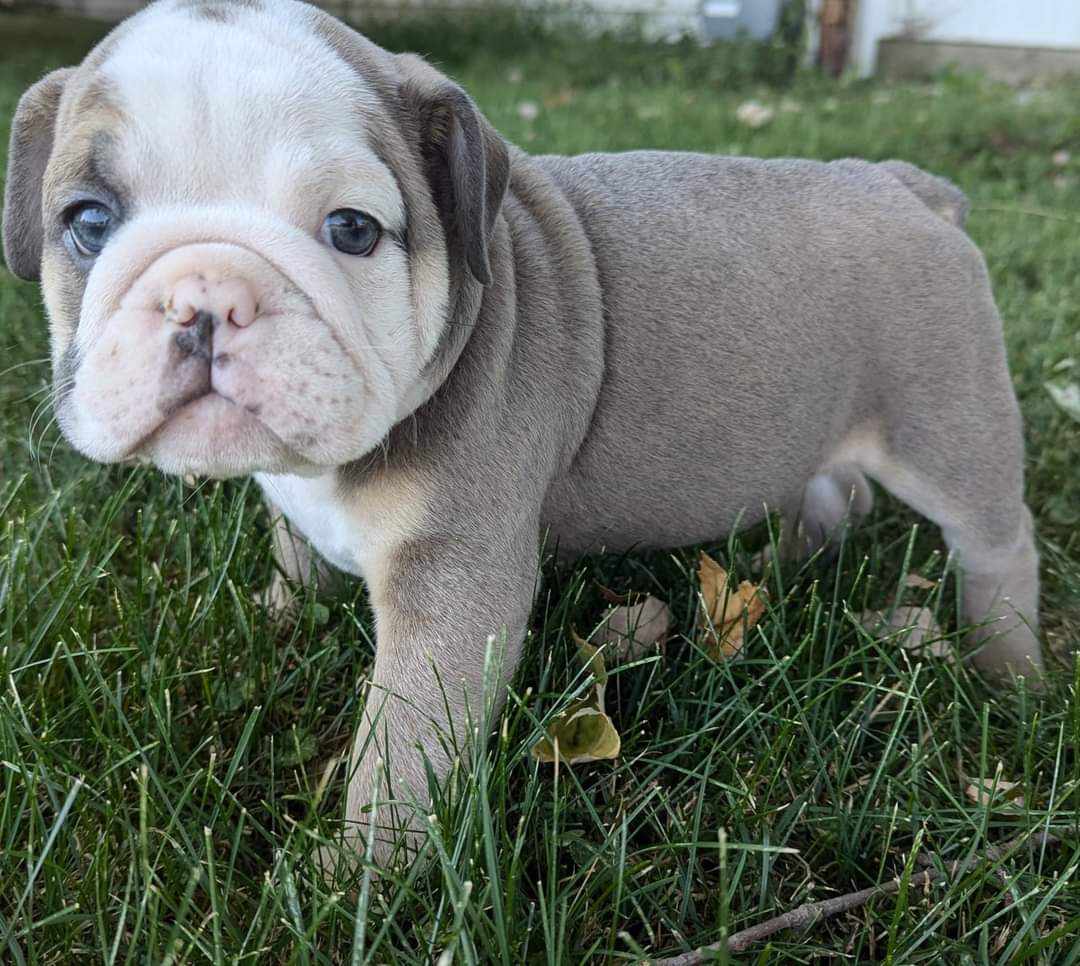 CrawfordBulldogs